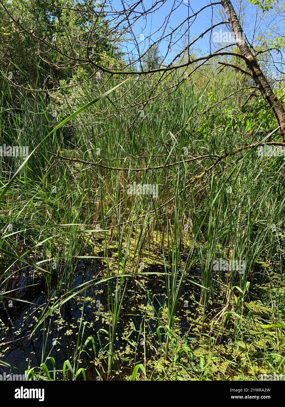 narrow-leaved cattail (Typha angustifolia Stock Photo - Alamy
