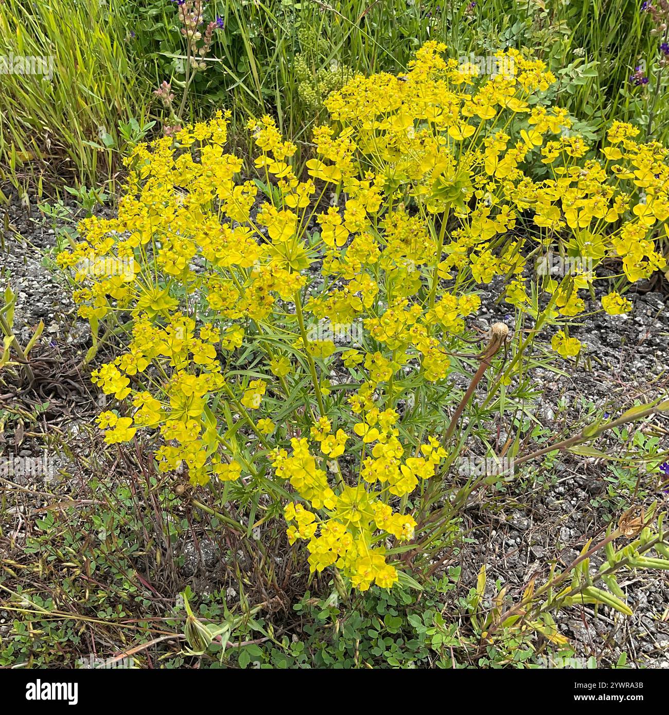 Slender Leafy Spurge (Euphorbia virgata Stock Photo - Alamy