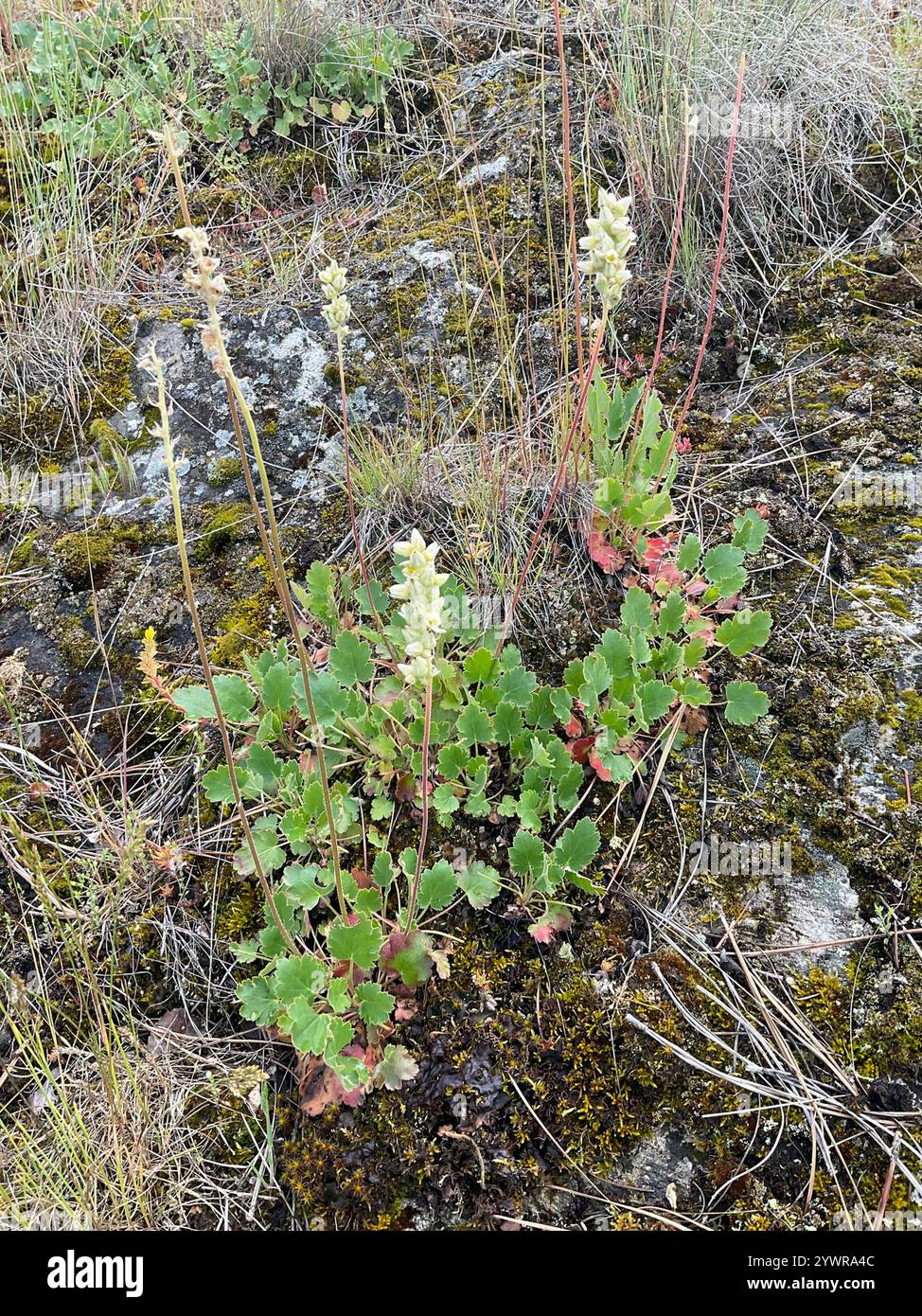 roundleaf alumroot (Heuchera cylindrica Stock Photo - Alamy