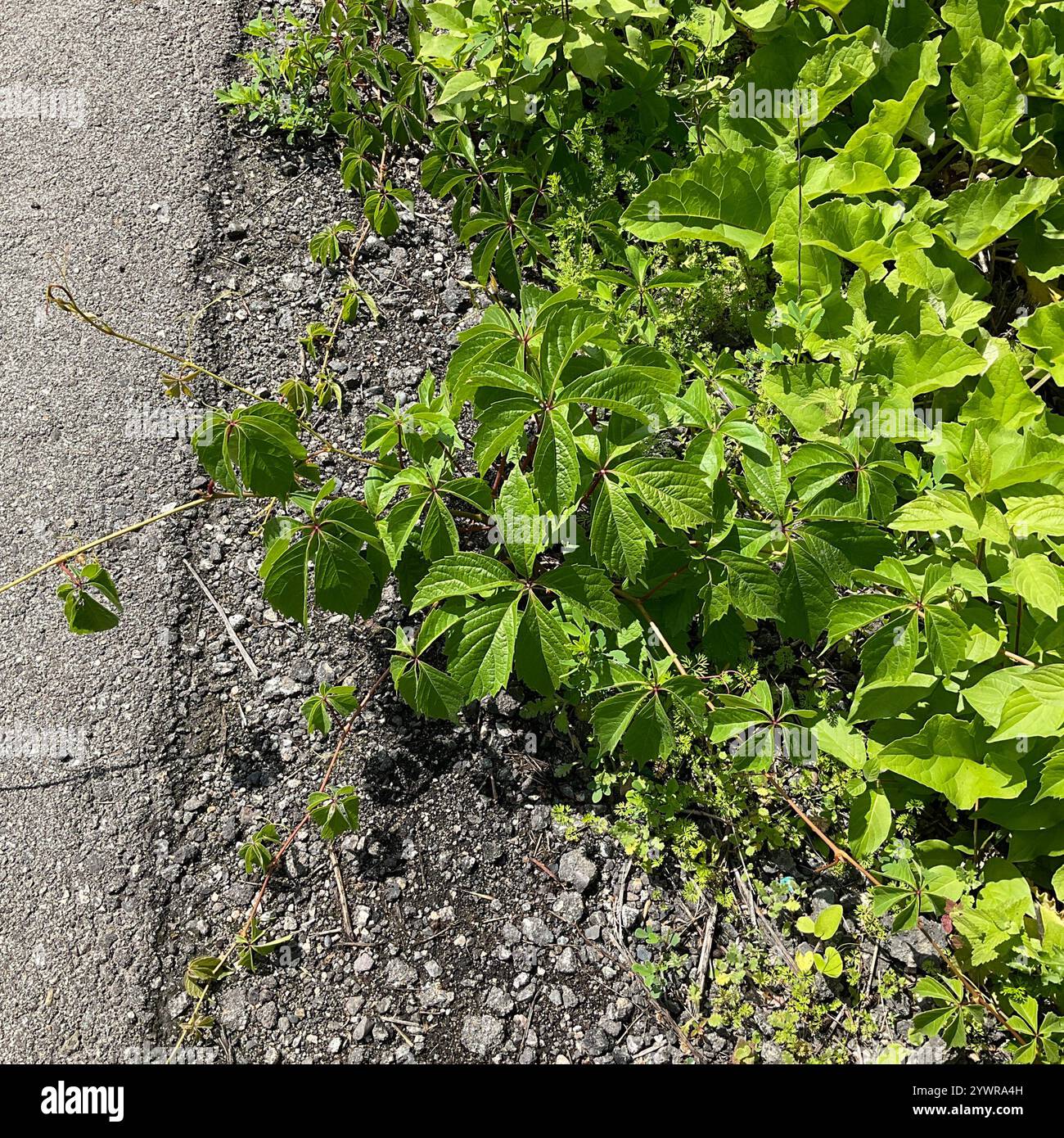 thicket creeper (Parthenocissus inserta Stock Photo - Alamy