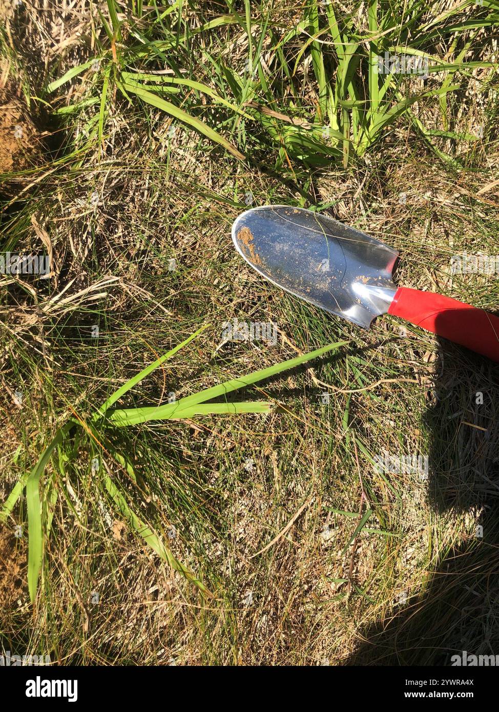 slender spike rush (Eleocharis tenuis verrucosa Stock Photo - Alamy