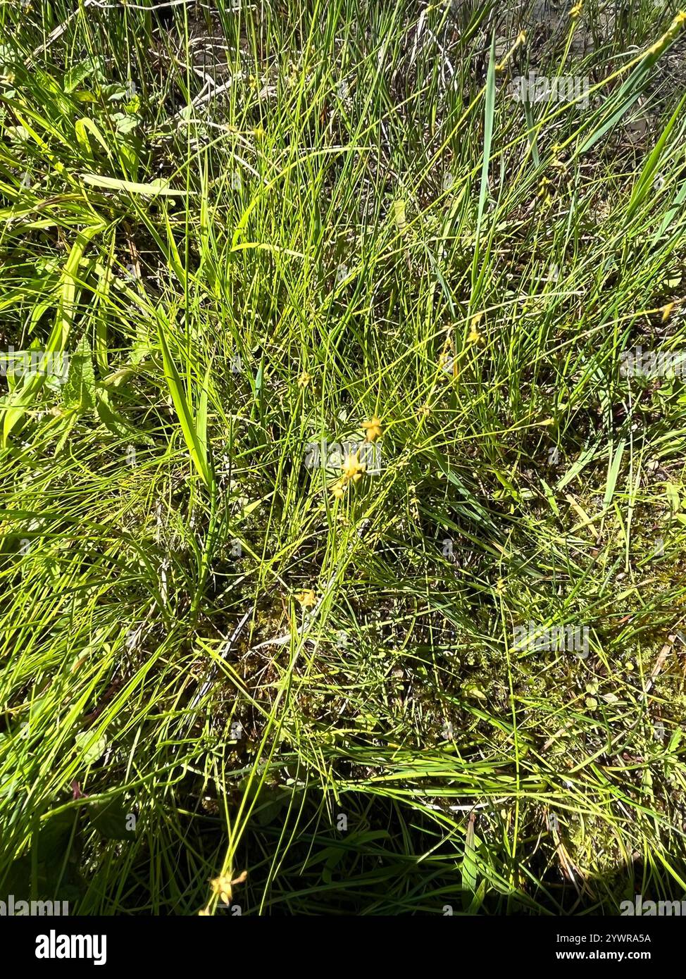 true sedges (Carex Stock Photo - Alamy