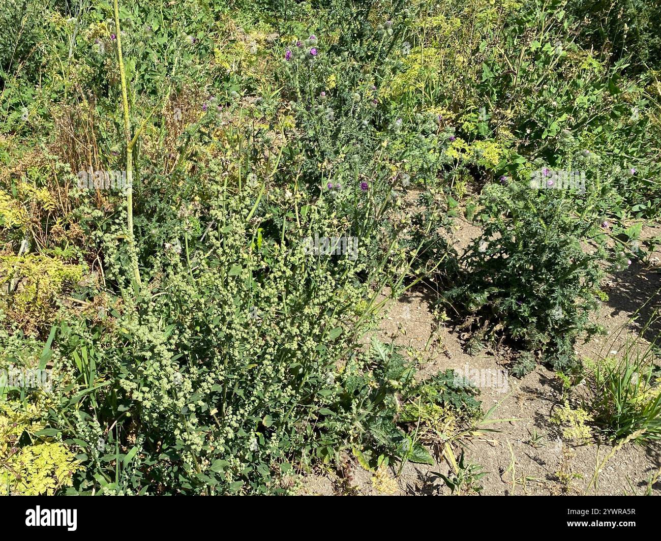 Common Lambsquarters (Chenopodium album Stock Photo - Alamy