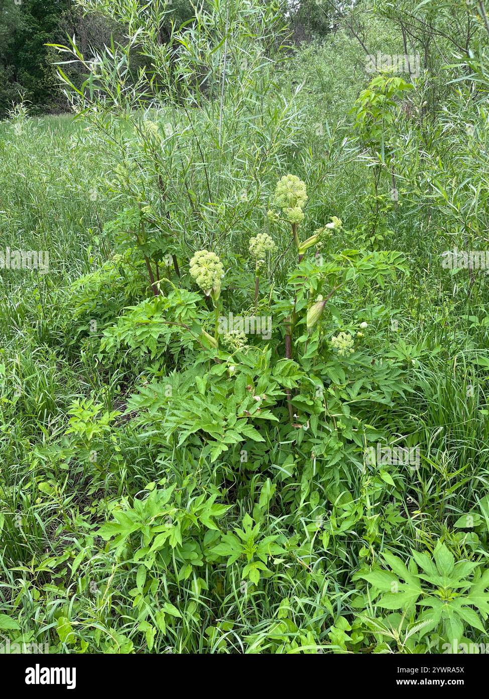 purple-stemmed angelica (Angelica atropurpurea Stock Photo - Alamy