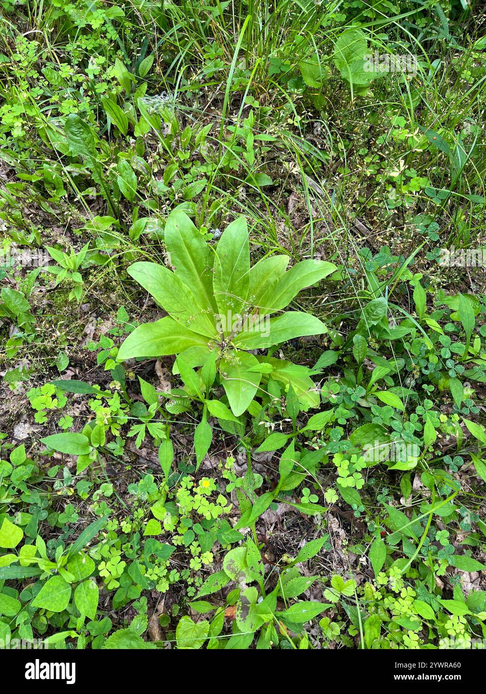 American columbo (Frasera caroliniensis Stock Photo - Alamy
