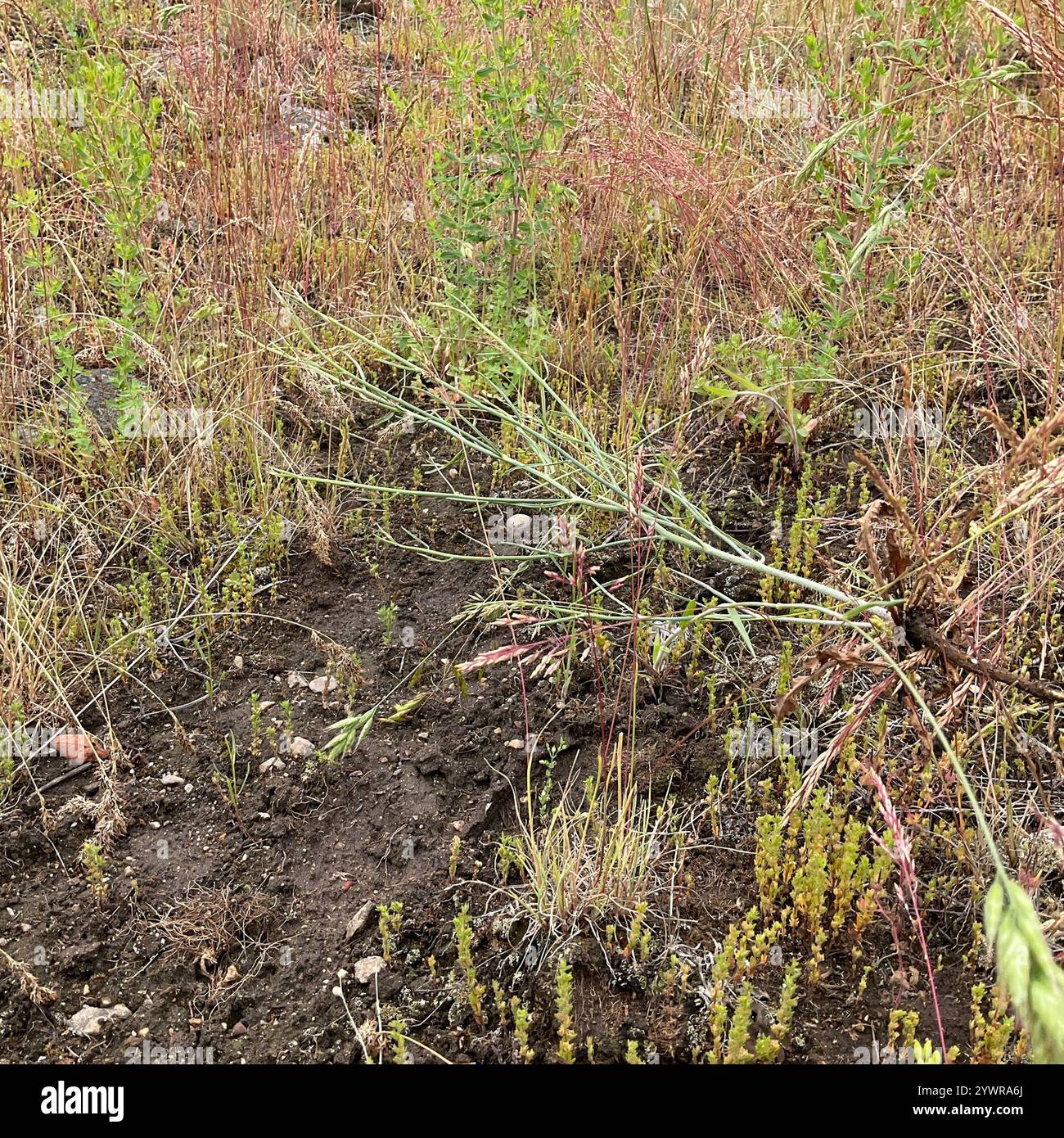 Rush Skeletonweed (Chondrilla juncea Stock Photo - Alamy