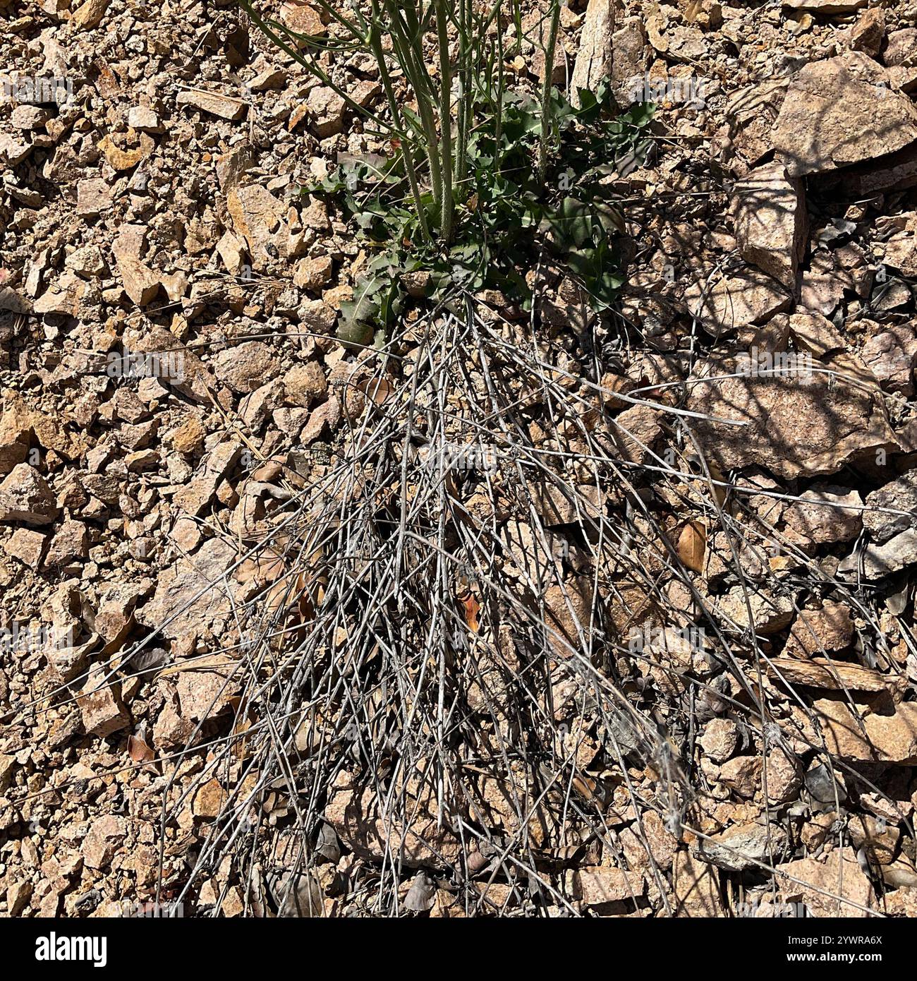 Rush Skeletonweed (Chondrilla juncea Stock Photo - Alamy