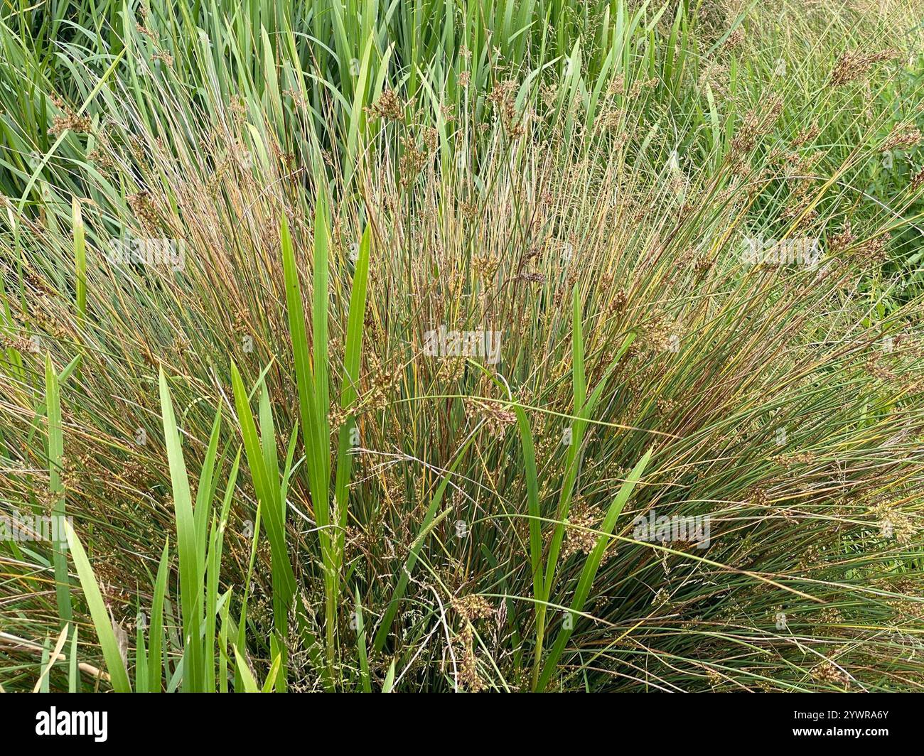 Hard Rush (Juncus inflexus Stock Photo - Alamy