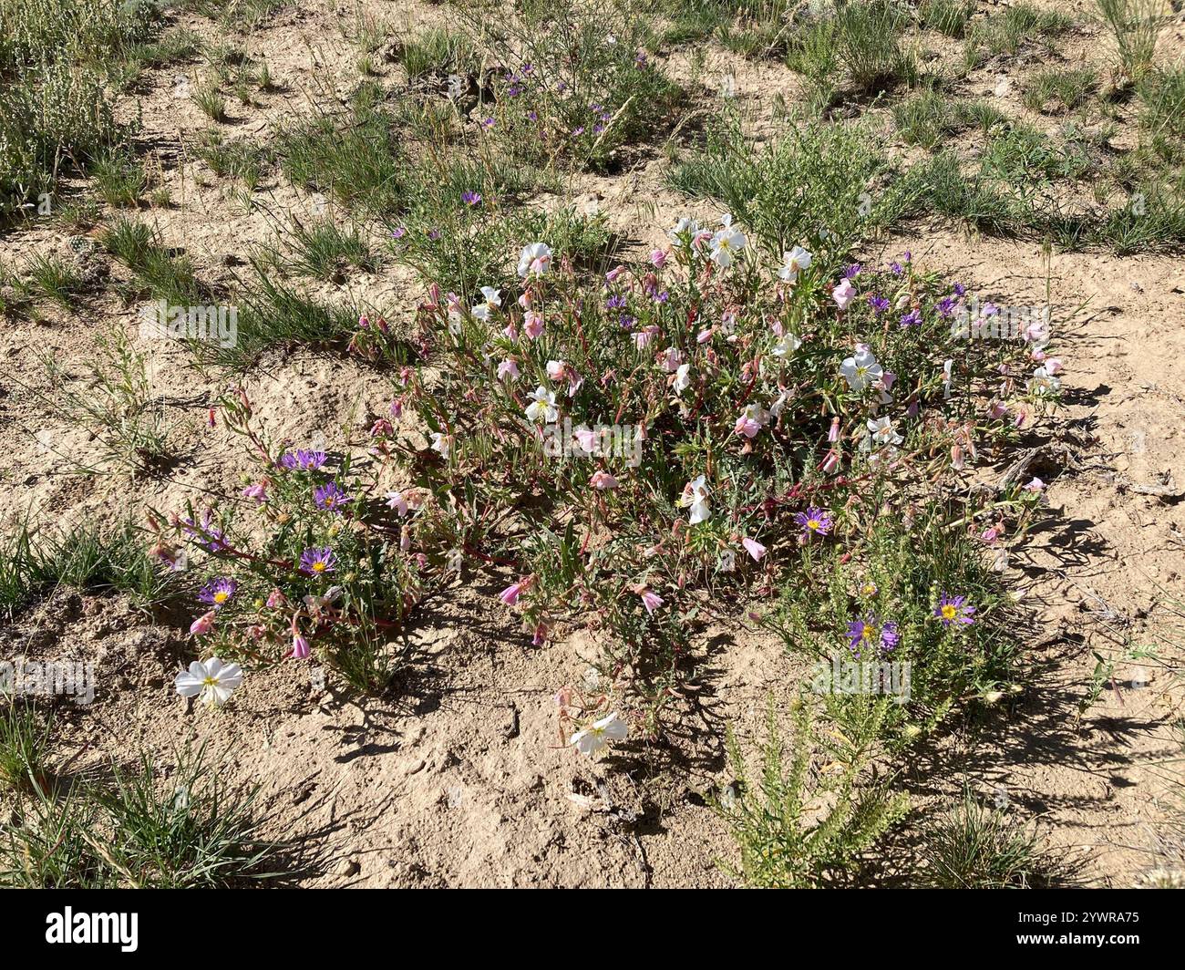 Oenothera pallida hi-res stock photography and images - Alamy