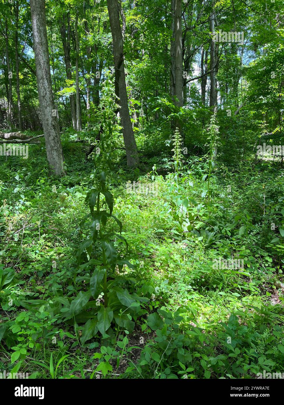 American columbo (Frasera caroliniensis Stock Photo - Alamy