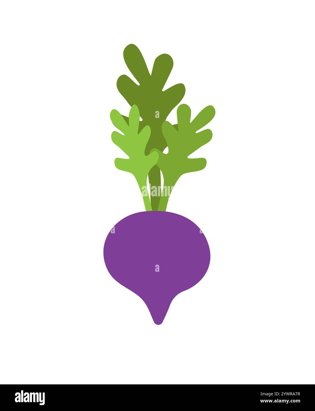 Vector hand drawn doodle cartoon beet root isolated on white background ...