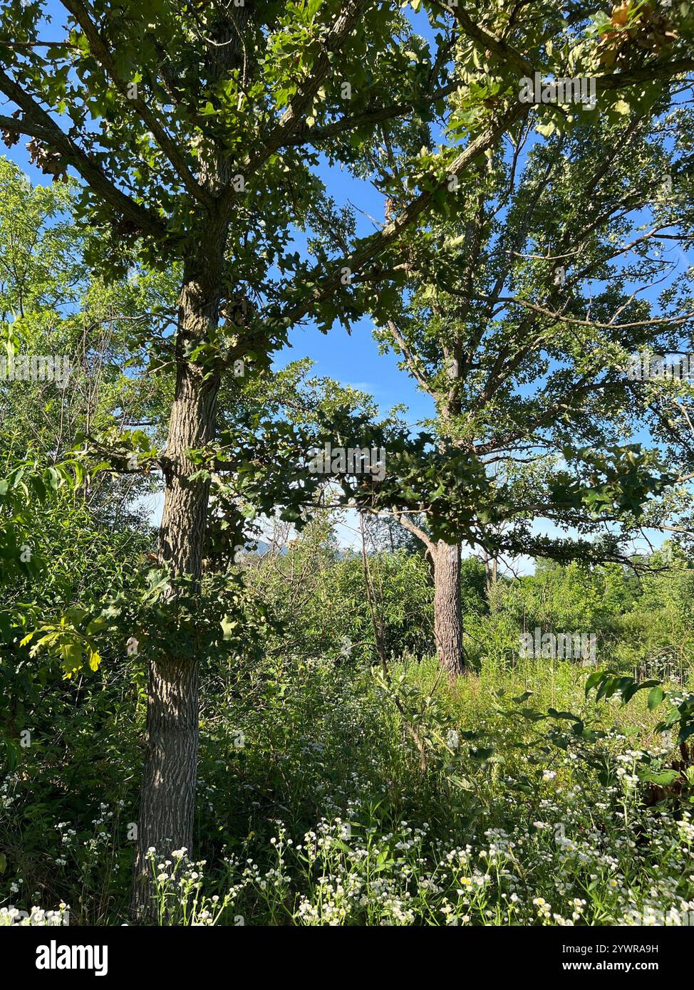 post oak (Quercus stellata Stock Photo - Alamy