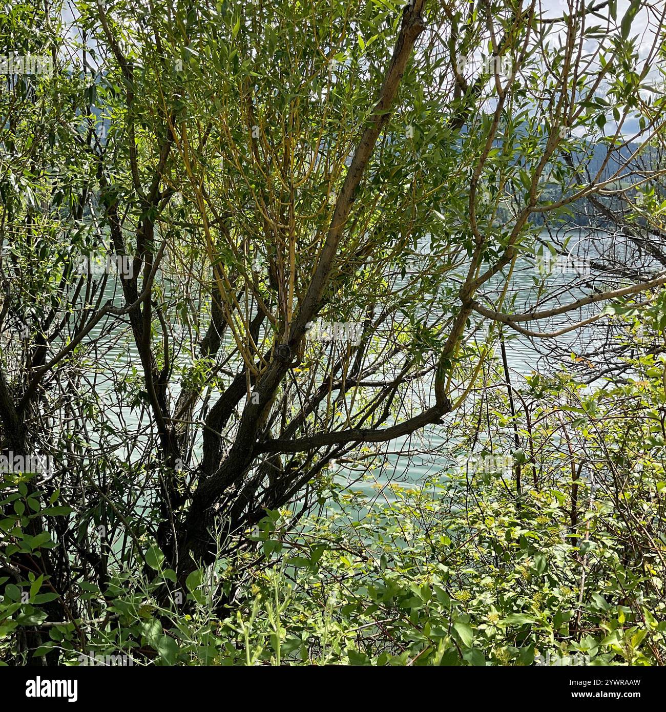 Golden Willow (Salix × fragilis vitellina Stock Photo - Alamy