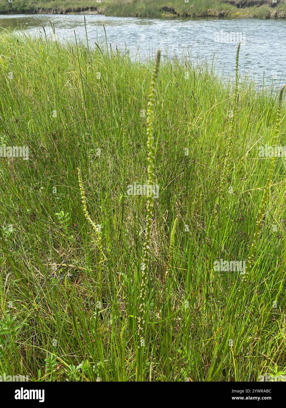 common arrowgrass (Triglochin maritima Stock Photo - Alamy