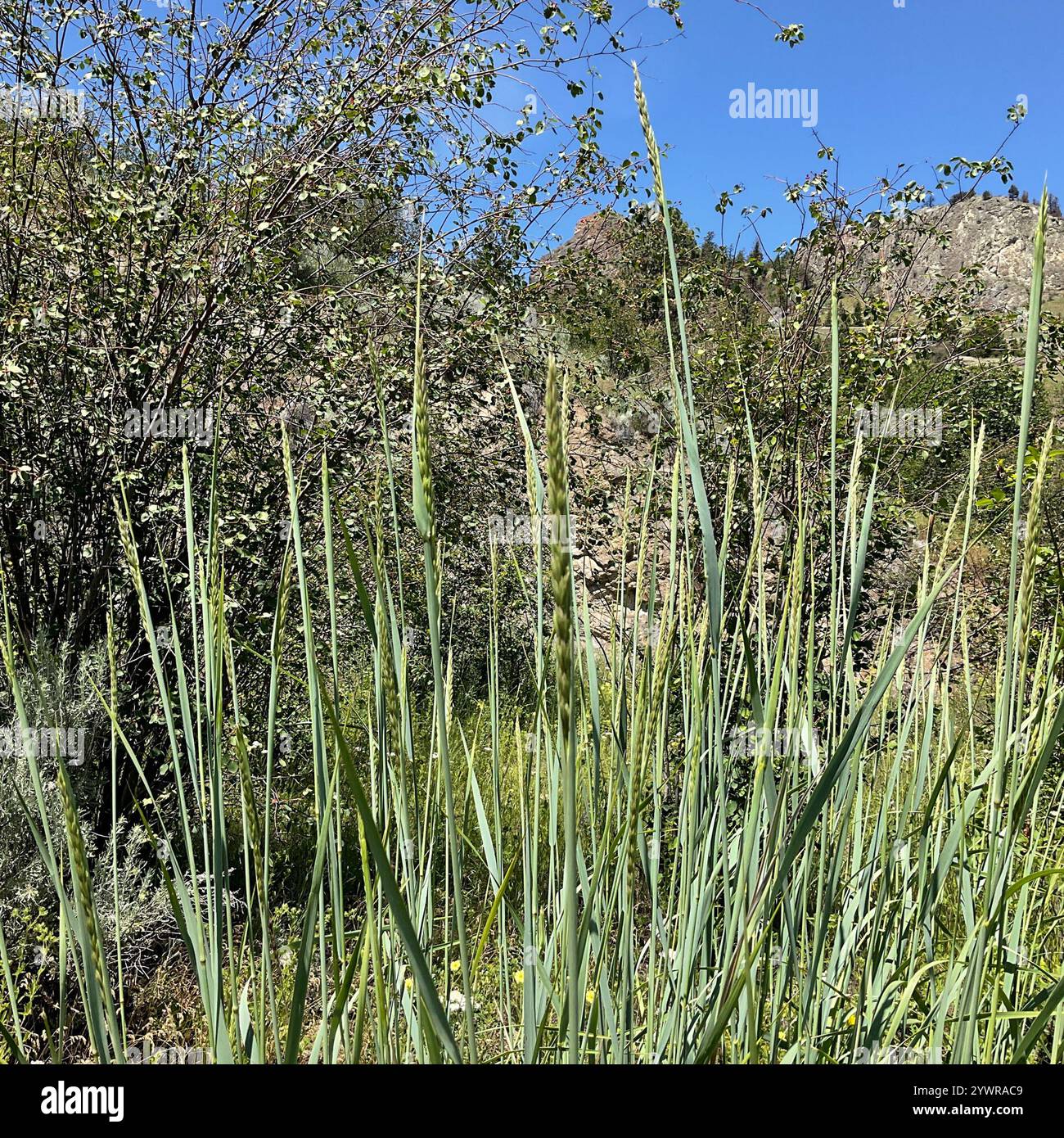 Great Basin Wildrye (Leymus cinereus Stock Photo - Alamy