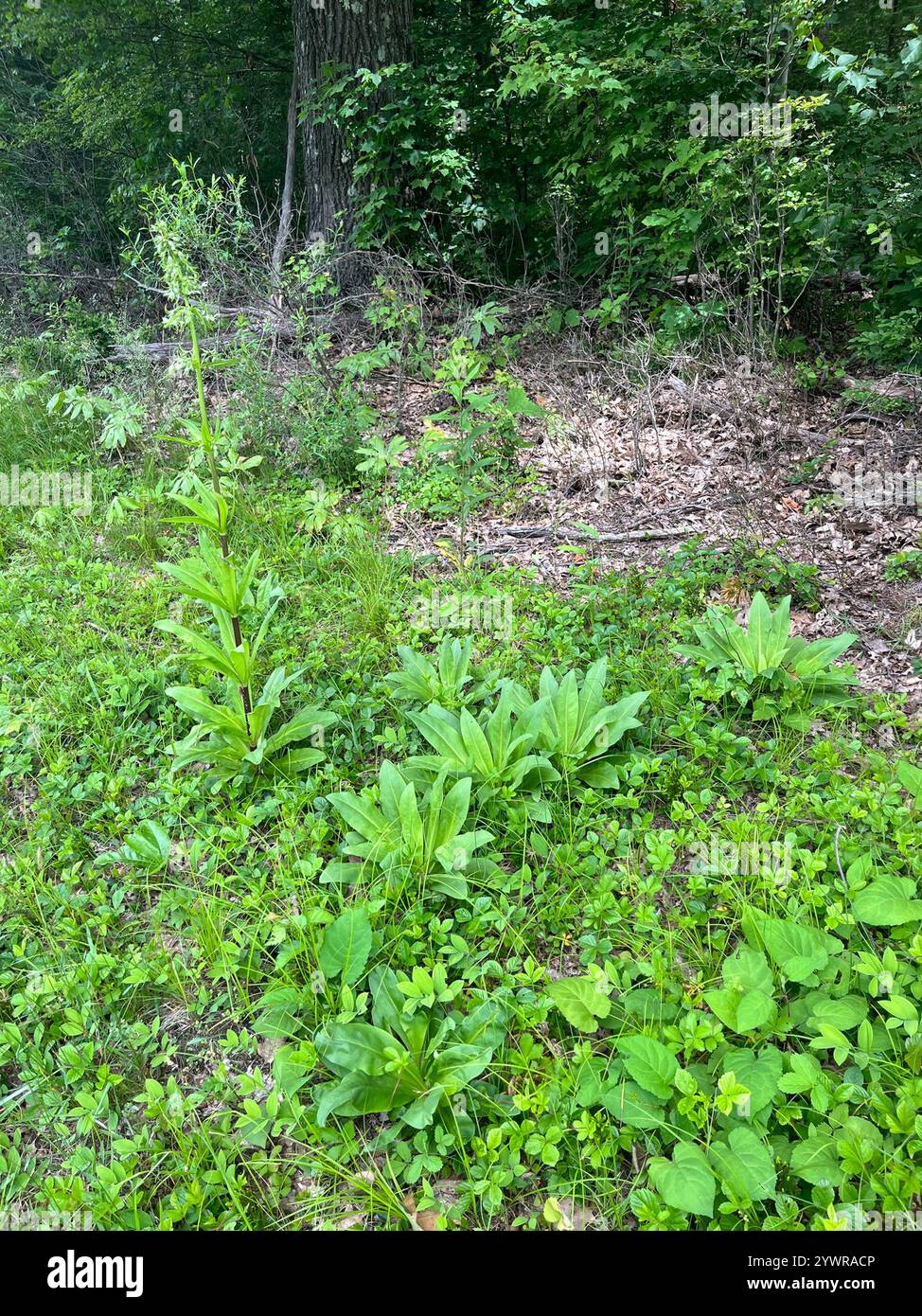 American columbo (Frasera caroliniensis Stock Photo - Alamy