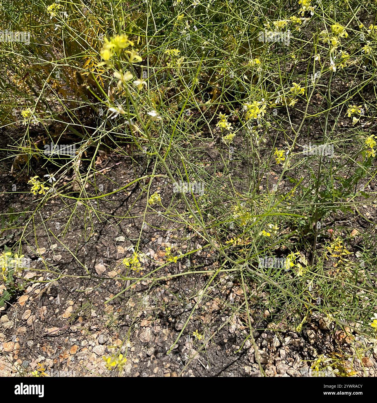 Tall Tumblemustard (Sisymbrium altissimum Stock Photo - Alamy