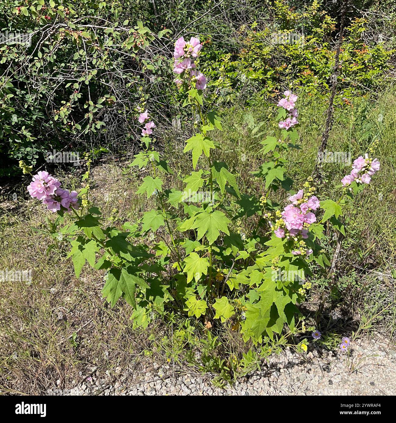 Iliamna rivularis hi-res stock photography and images - Alamy