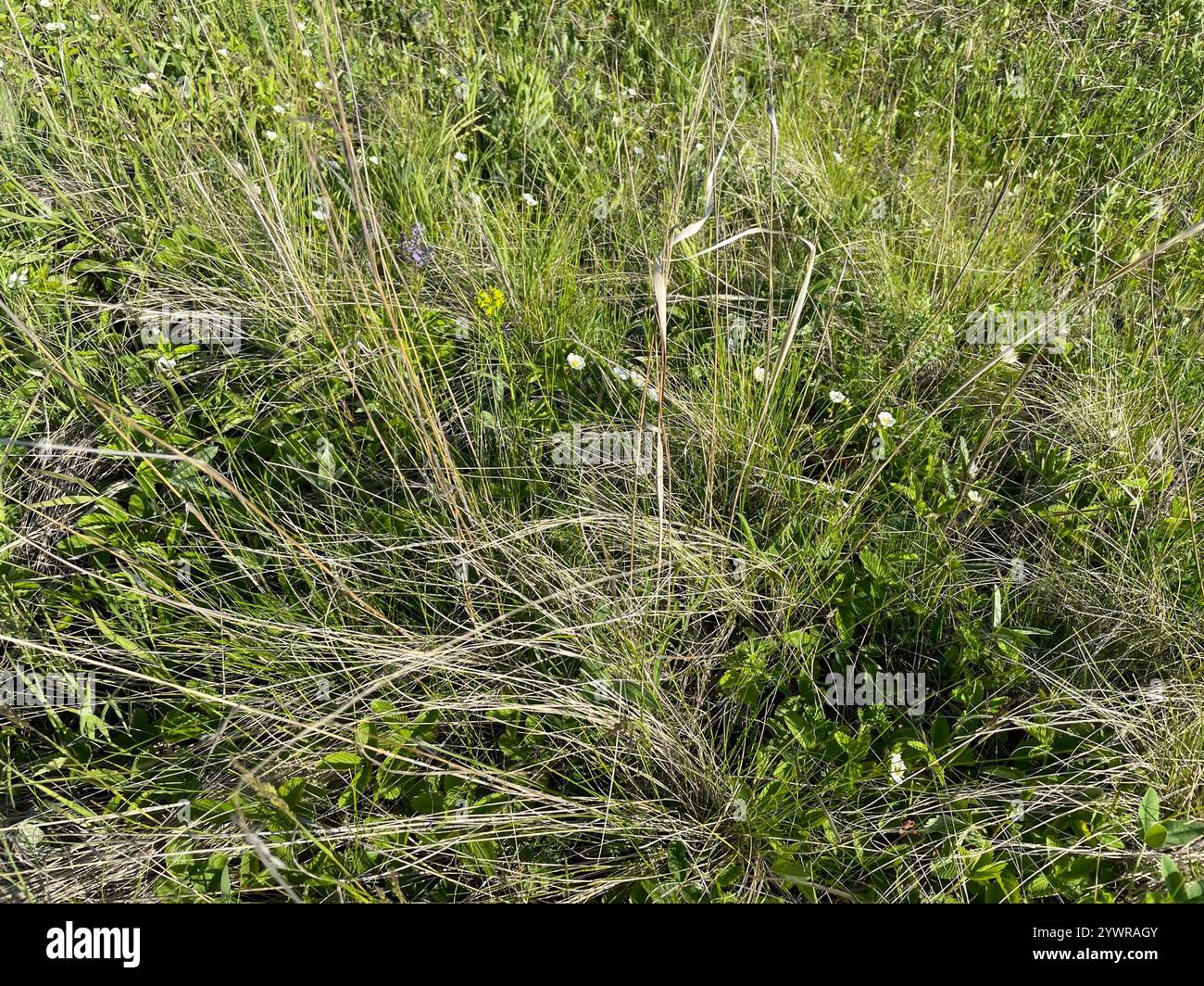Dwarf Feather Grass (Stipa capillata Stock Photo - Alamy