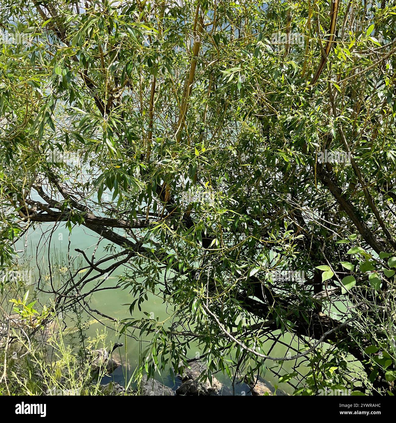 Golden Willow (Salix × fragilis vitellina Stock Photo - Alamy