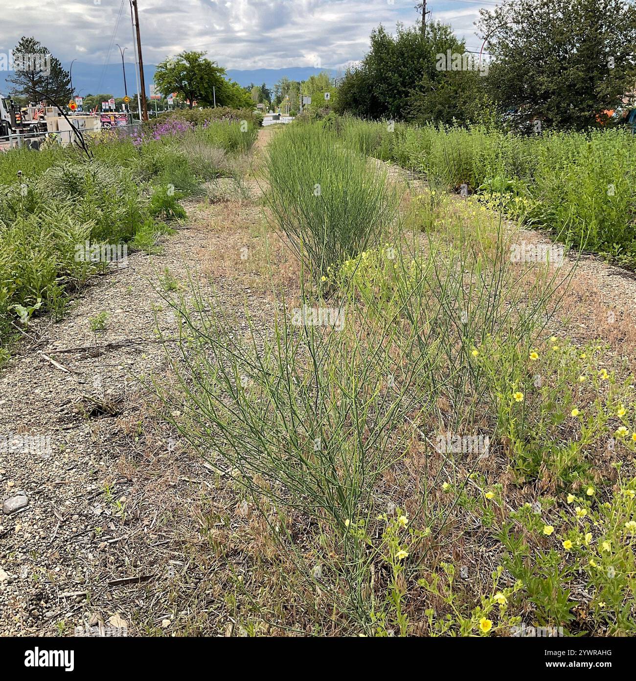 Rush Skeletonweed (Chondrilla juncea Stock Photo - Alamy