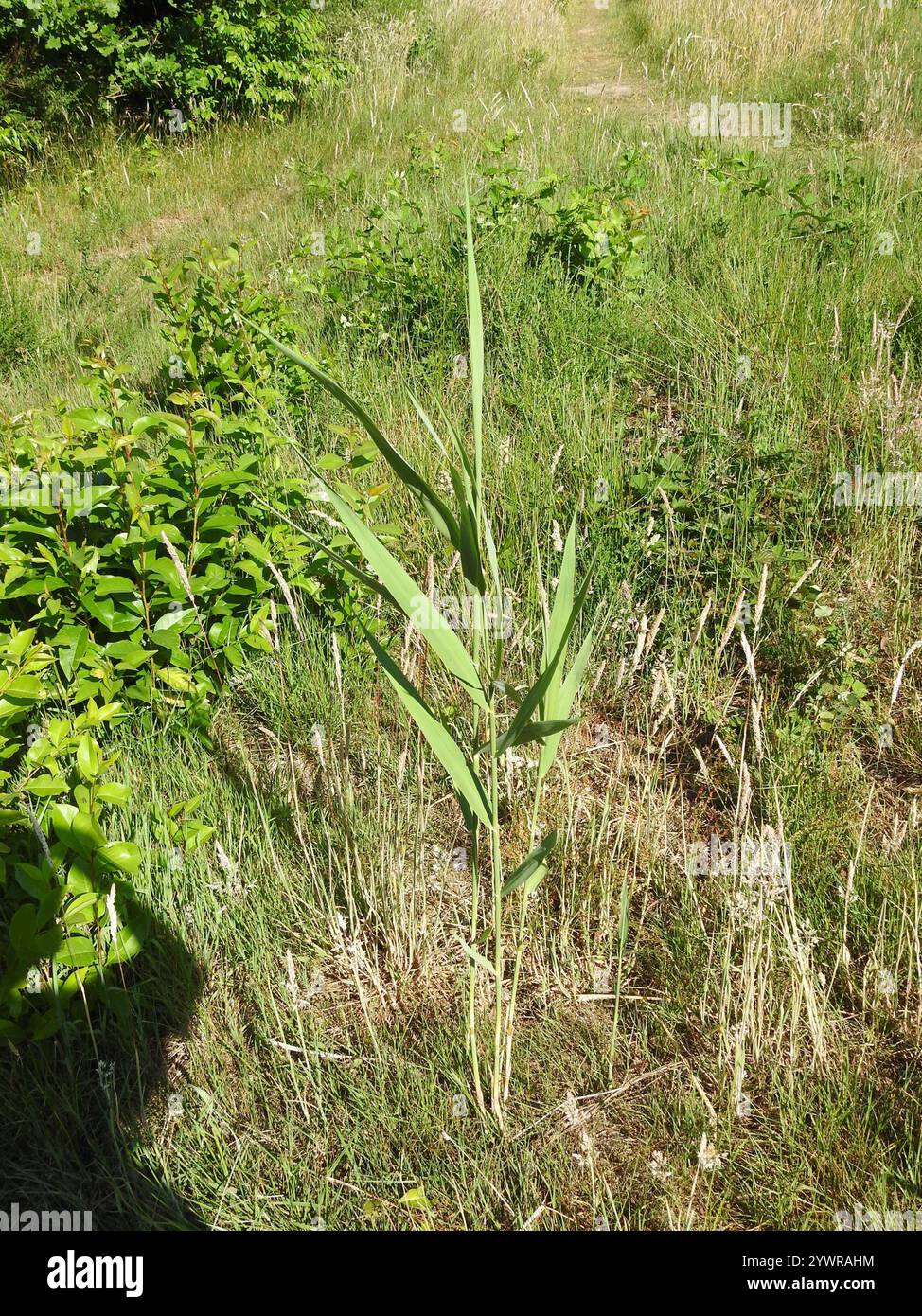 European reed (Phragmites australis australis Stock Photo - Alamy