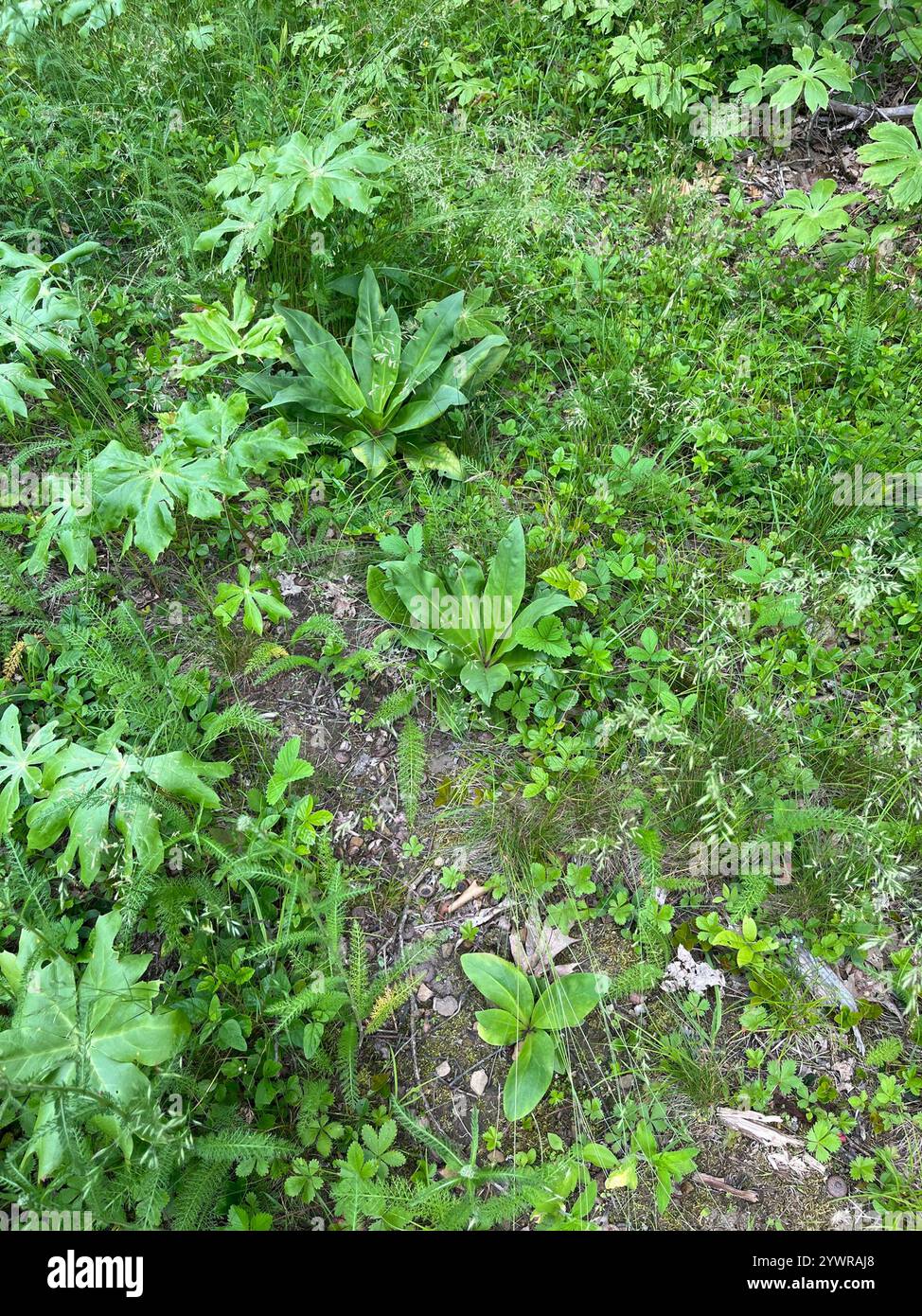 American columbo (Frasera caroliniensis Stock Photo - Alamy