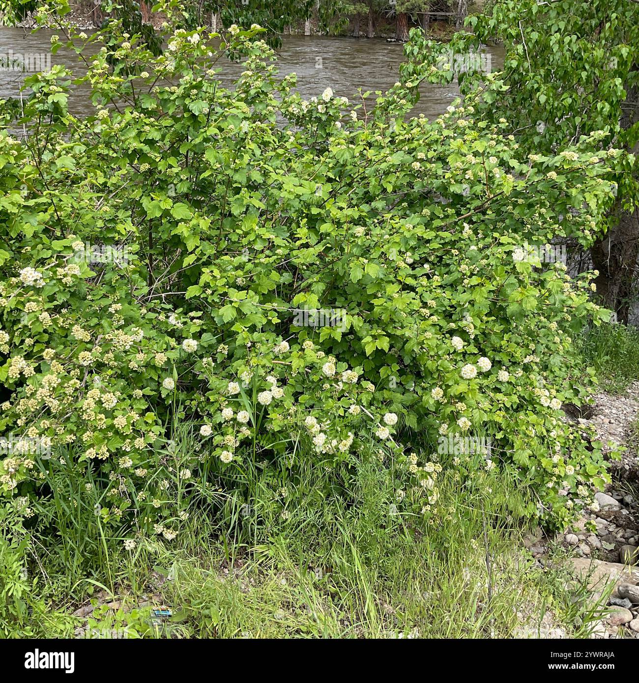 mallow-leaf ninebark (Physocarpus malvaceus Stock Photo - Alamy