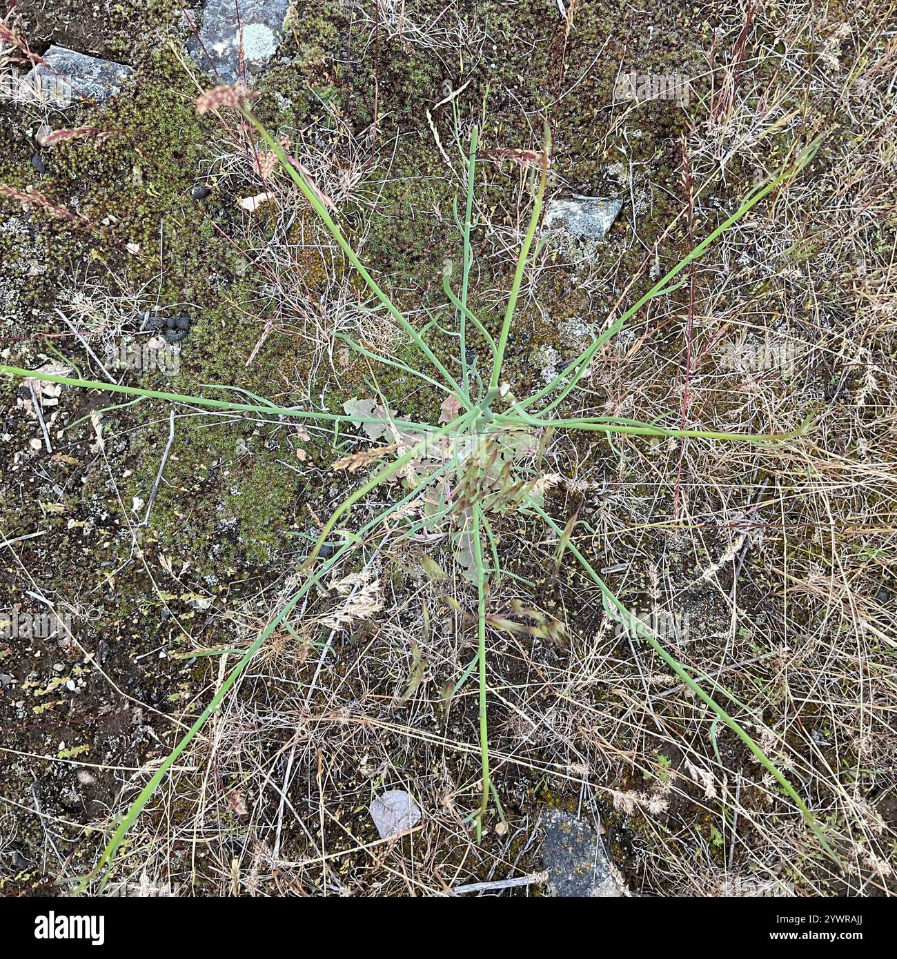 Rush Skeletonweed (Chondrilla juncea Stock Photo - Alamy
