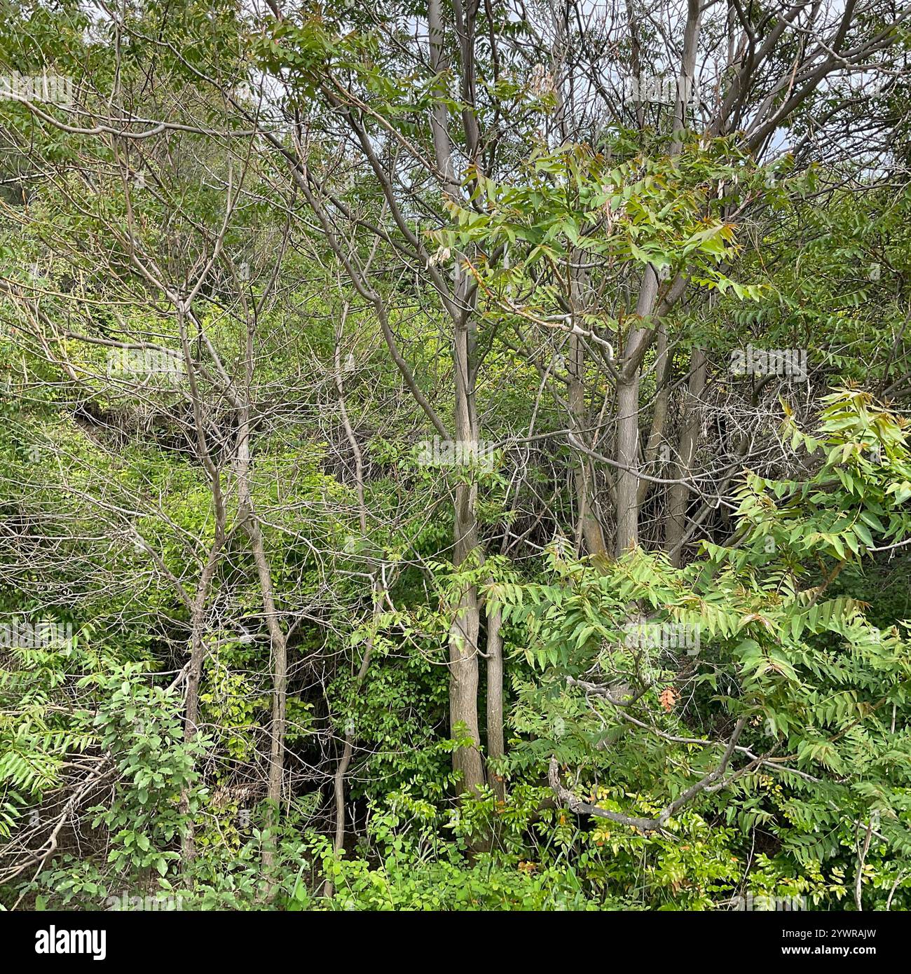 tree-of-heaven (Ailanthus altissima Stock Photo - Alamy
