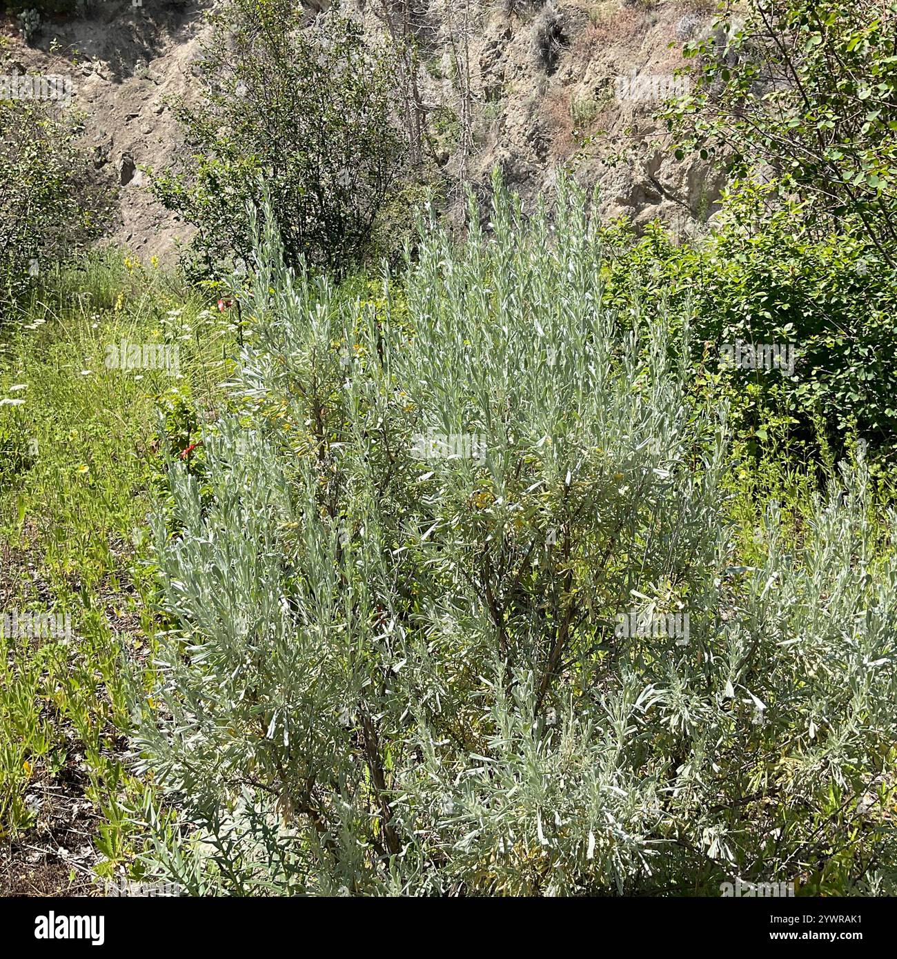 Big Sagebrush (Artemisia tridentata Stock Photo - Alamy