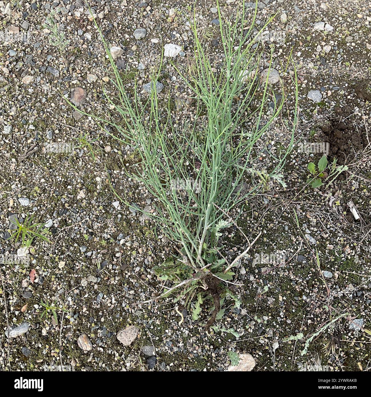 Rush Skeletonweed (Chondrilla juncea Stock Photo - Alamy