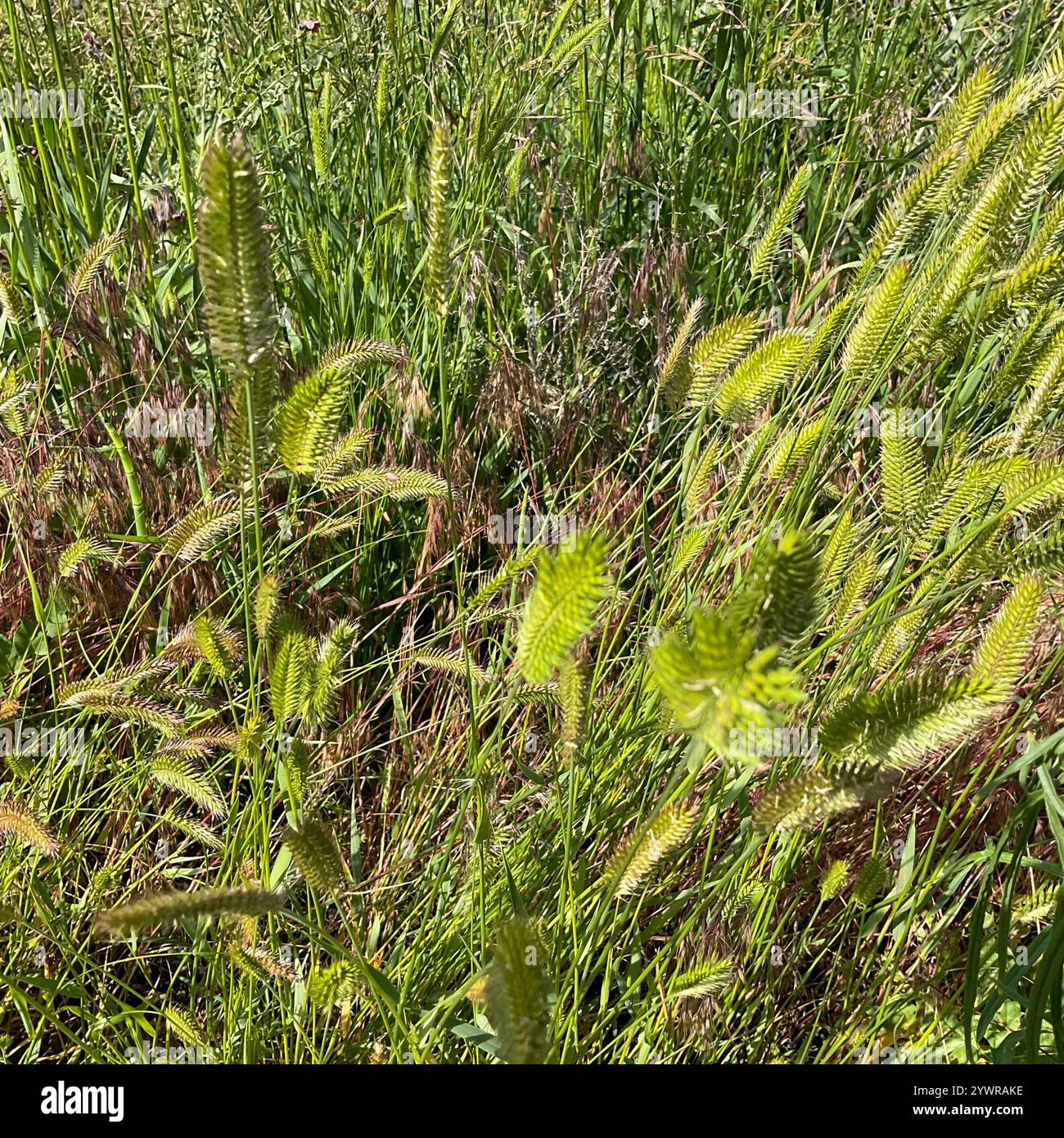 Crested Wheatgrass (Agropyron cristatum Stock Photo - Alamy