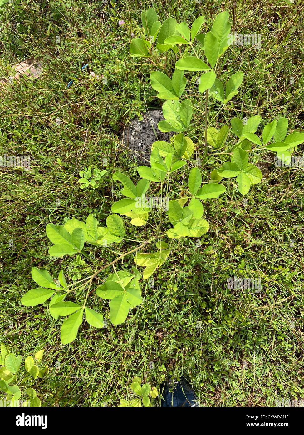 Crotalaria pallida hi-res stock photography and images - Alamy