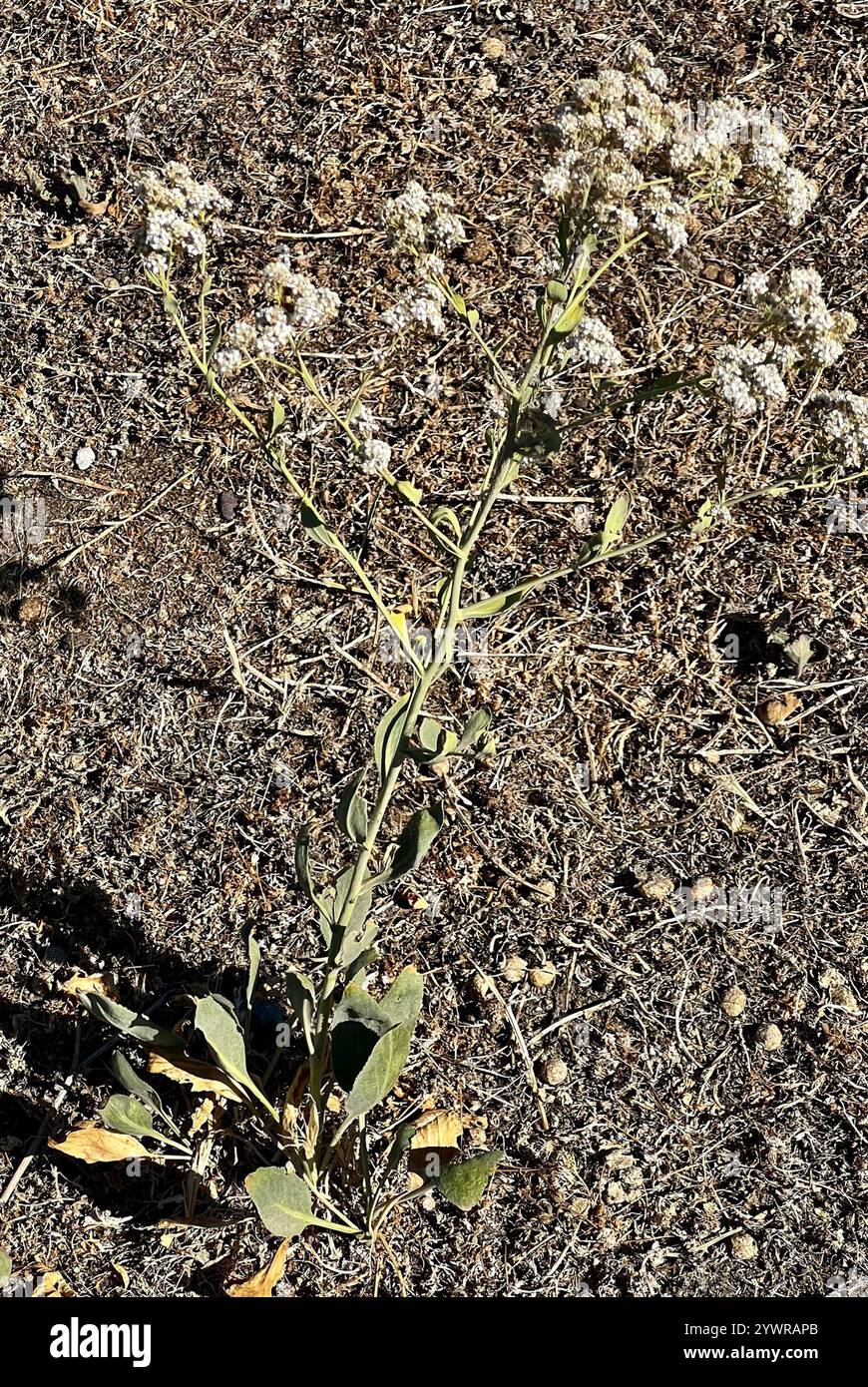 broadleaved pepperweed (Lepidium latifolium Stock Photo - Alamy