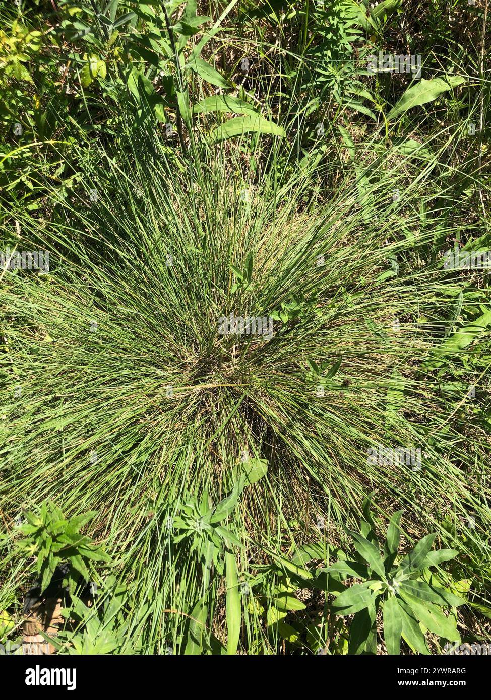 Hairawn Muhly (Muhlenbergia capillaris Stock Photo - Alamy