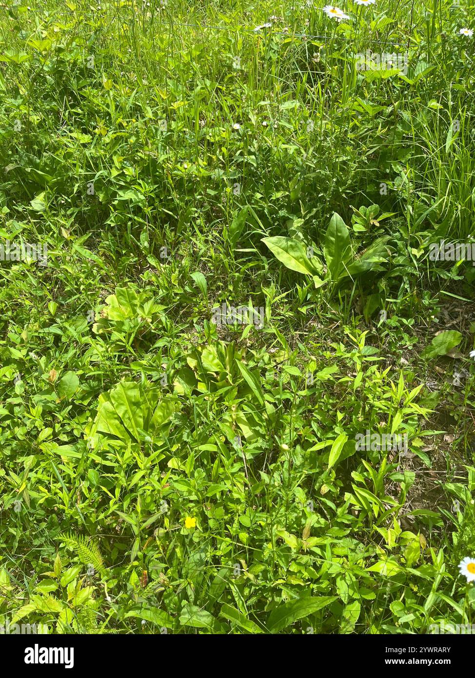 American columbo (Frasera caroliniensis Stock Photo - Alamy