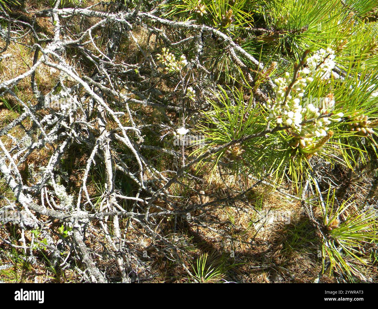Beach plum prunus maritima hi-res stock photography and images - Alamy