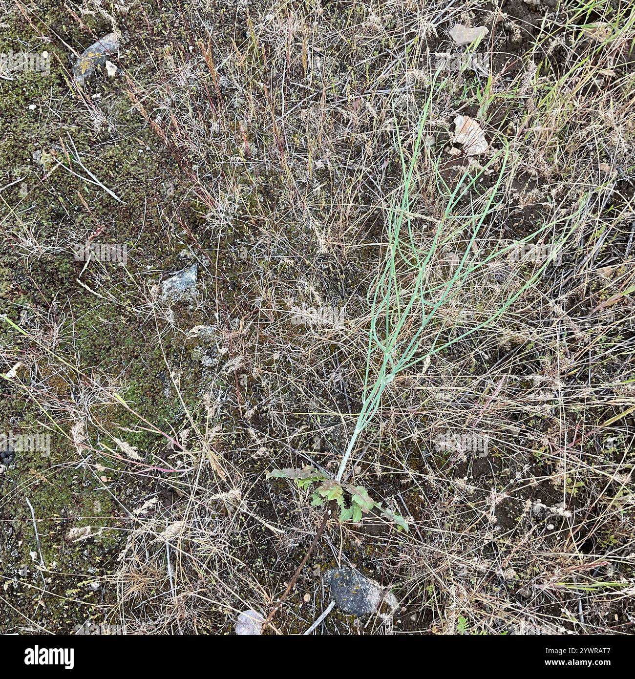 Rush Skeletonweed (Chondrilla juncea Stock Photo - Alamy