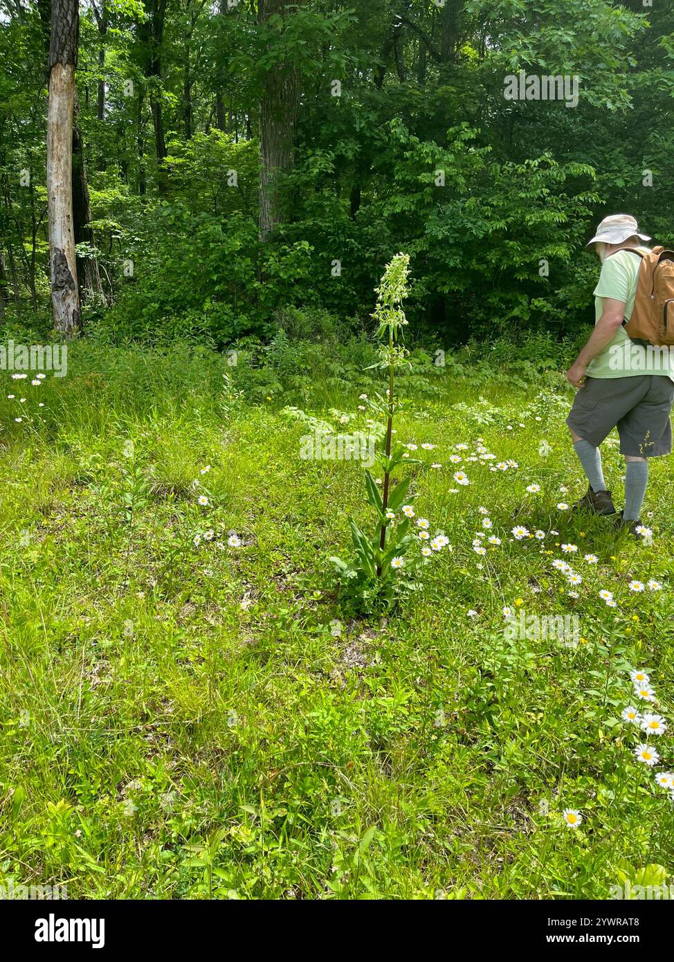 American columbo (Frasera caroliniensis Stock Photo - Alamy