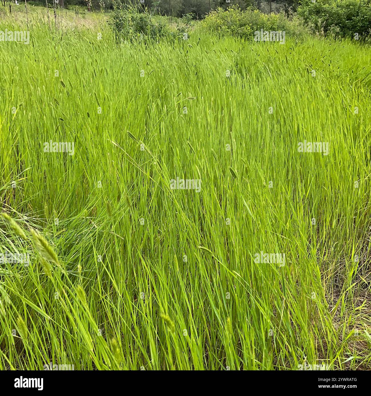 Crested Wheatgrass (Agropyron cristatum Stock Photo - Alamy