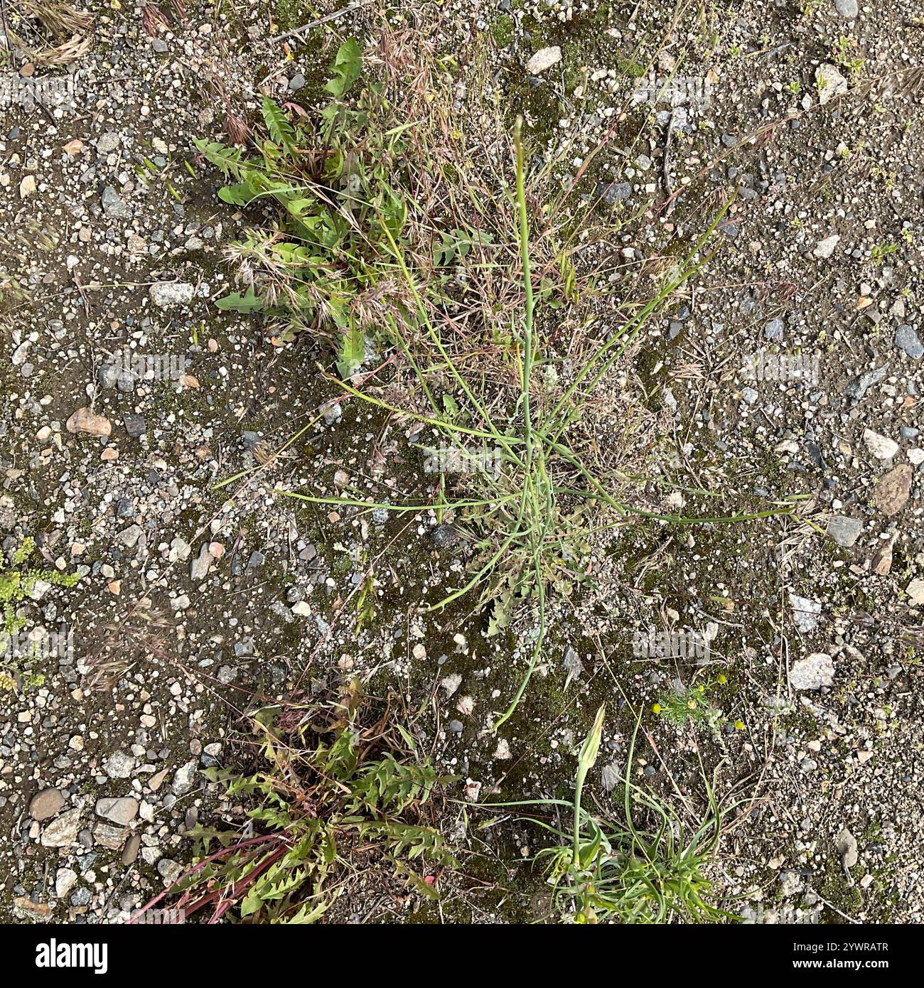 Rush Skeletonweed (Chondrilla juncea Stock Photo - Alamy