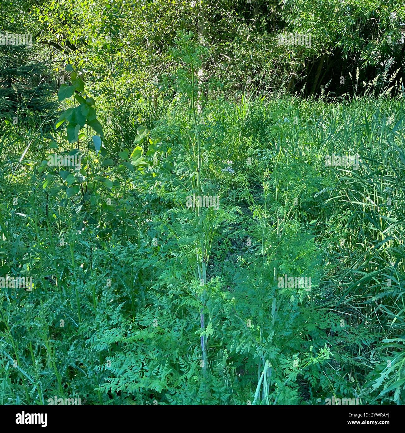 poison hemlock (Conium maculatum Stock Photo - Alamy