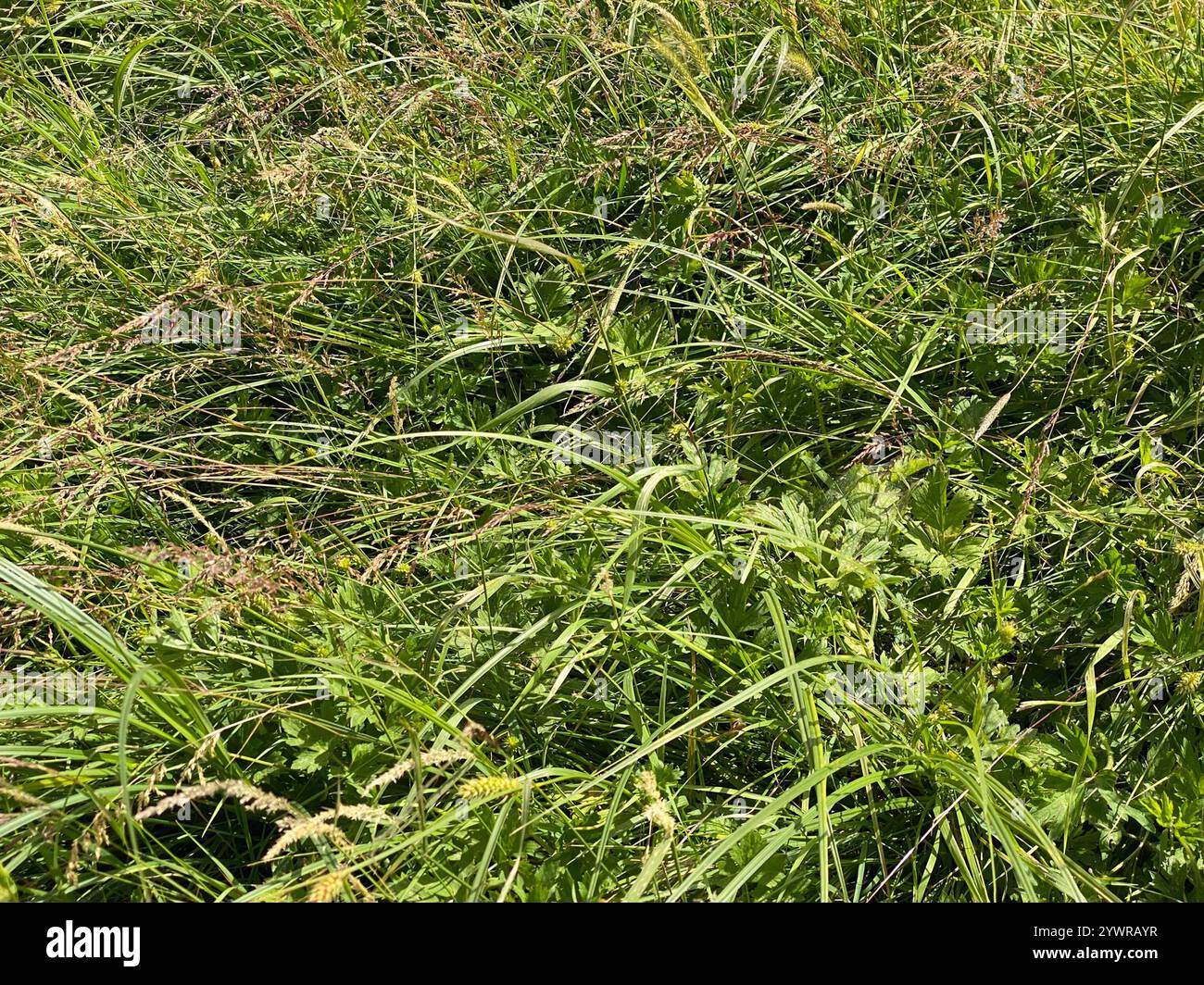 Greater Pond-sedge (Carex riparia Stock Photo - Alamy