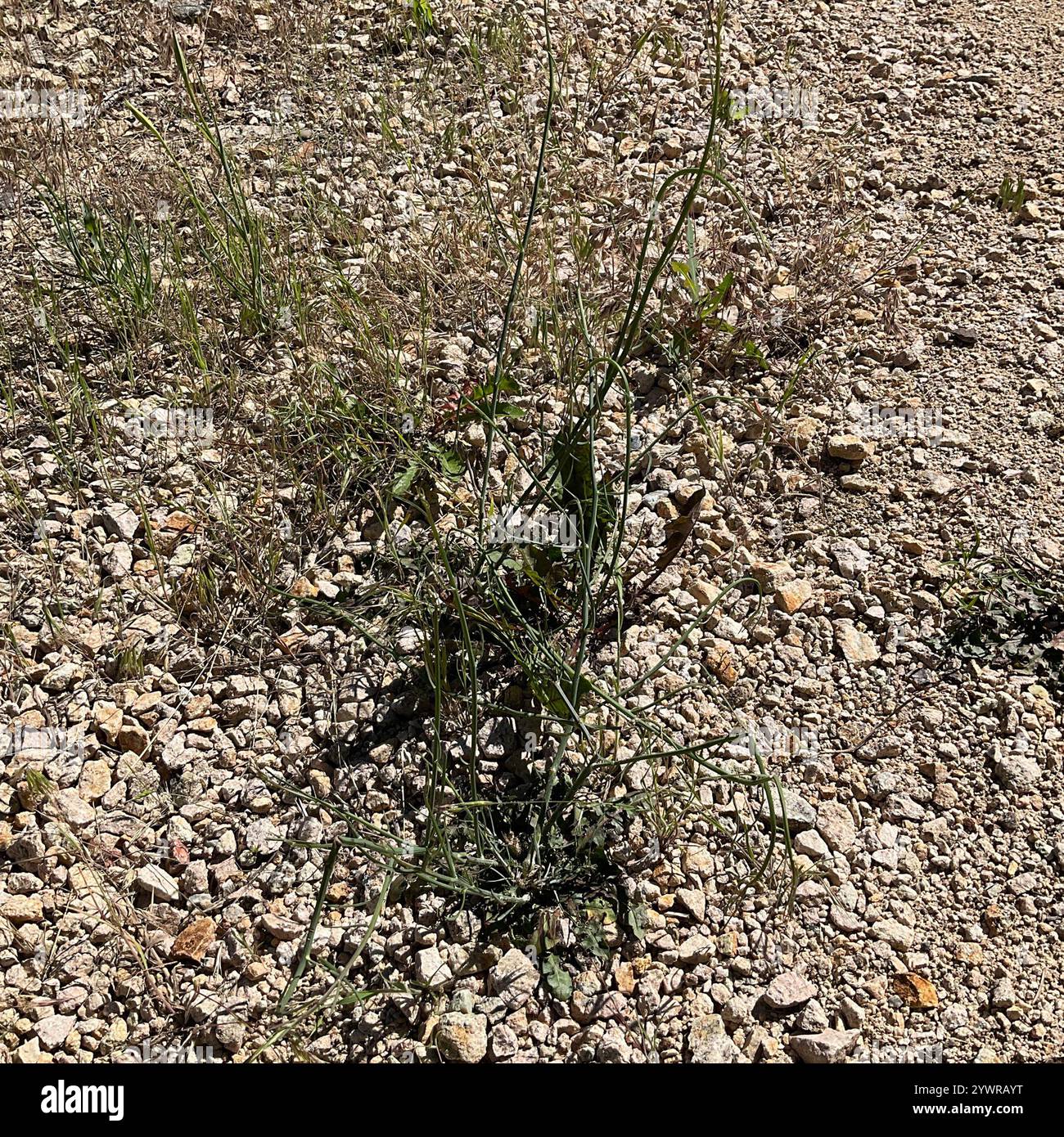 Rush Skeletonweed (Chondrilla juncea Stock Photo - Alamy