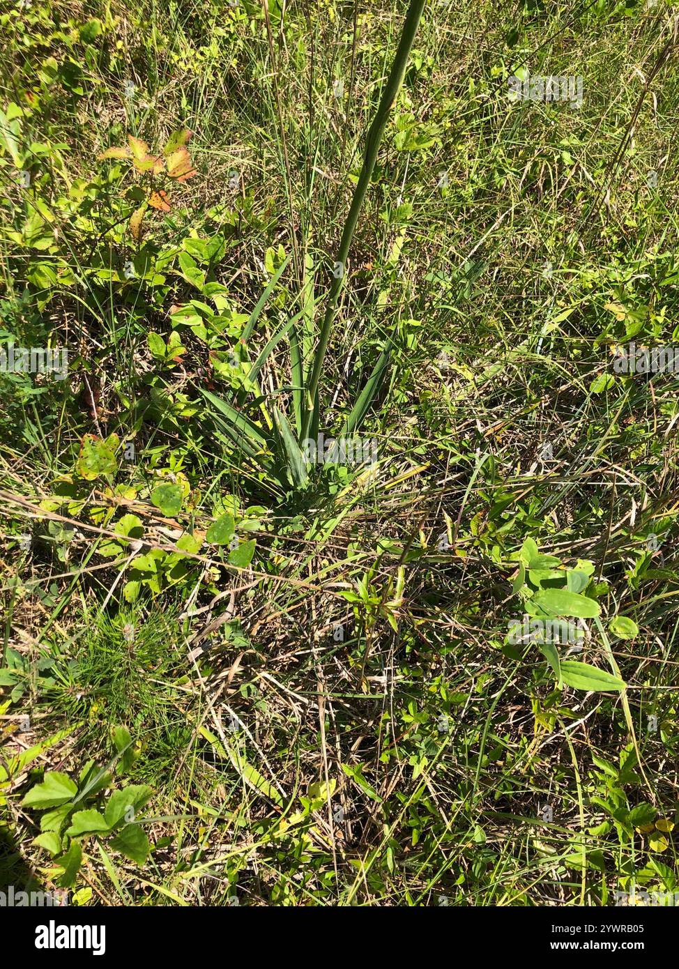 Weak-leaf Yucca (Yucca flaccida Stock Photo - Alamy
