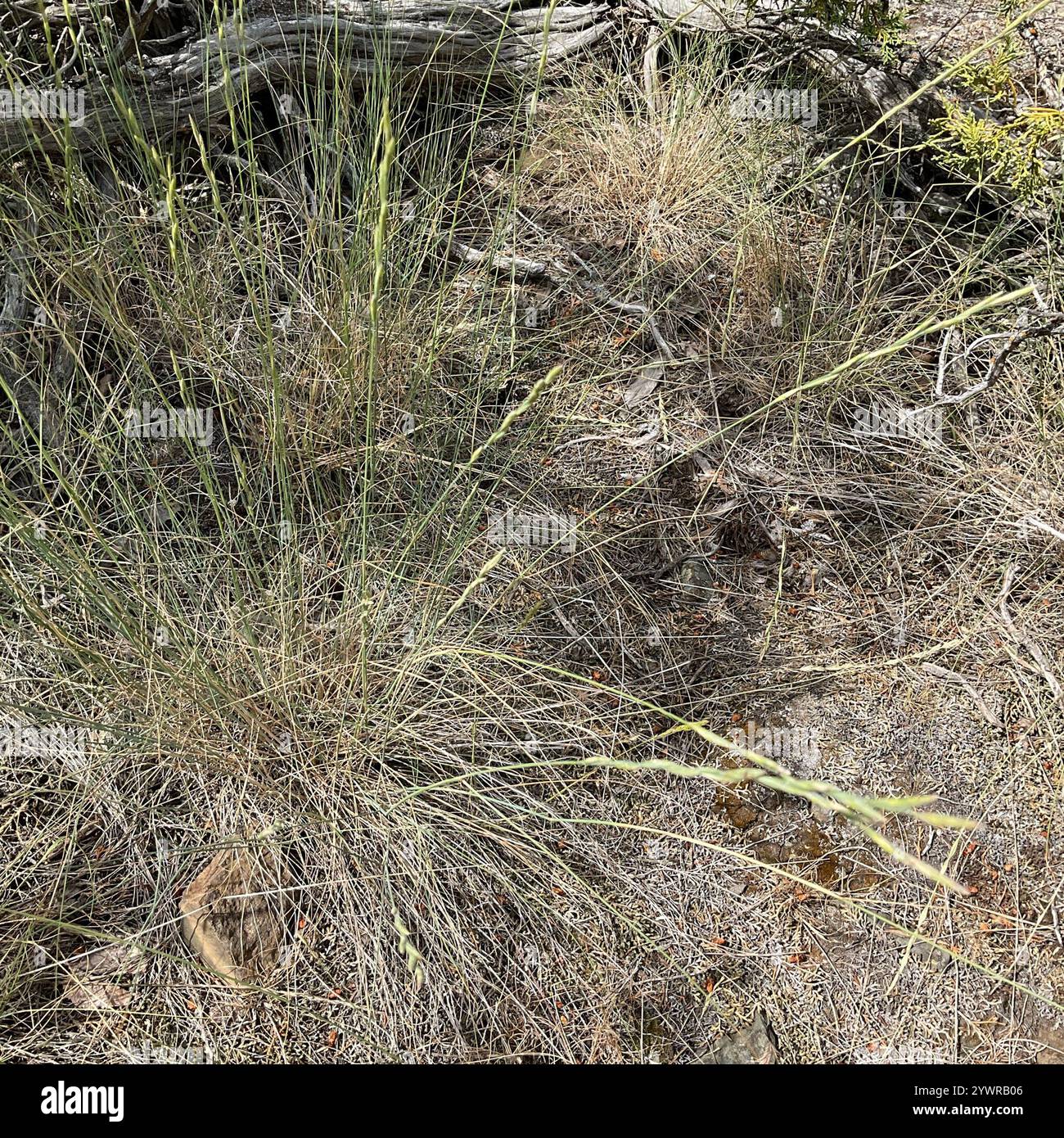 Bluebunch Wheatgrass (Pseudoroegneria spicata Stock Photo - Alamy