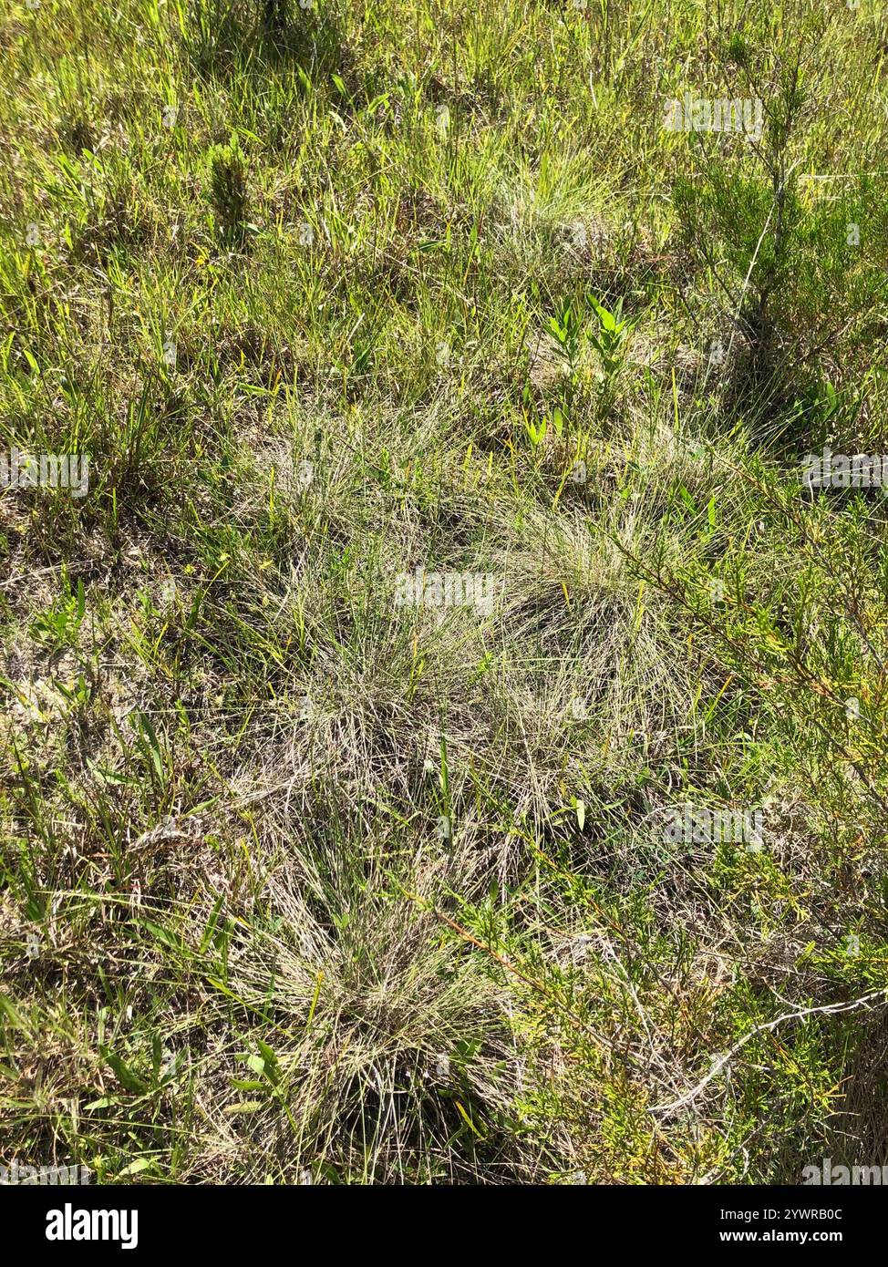 Hairawn Muhly (Muhlenbergia capillaris Stock Photo - Alamy