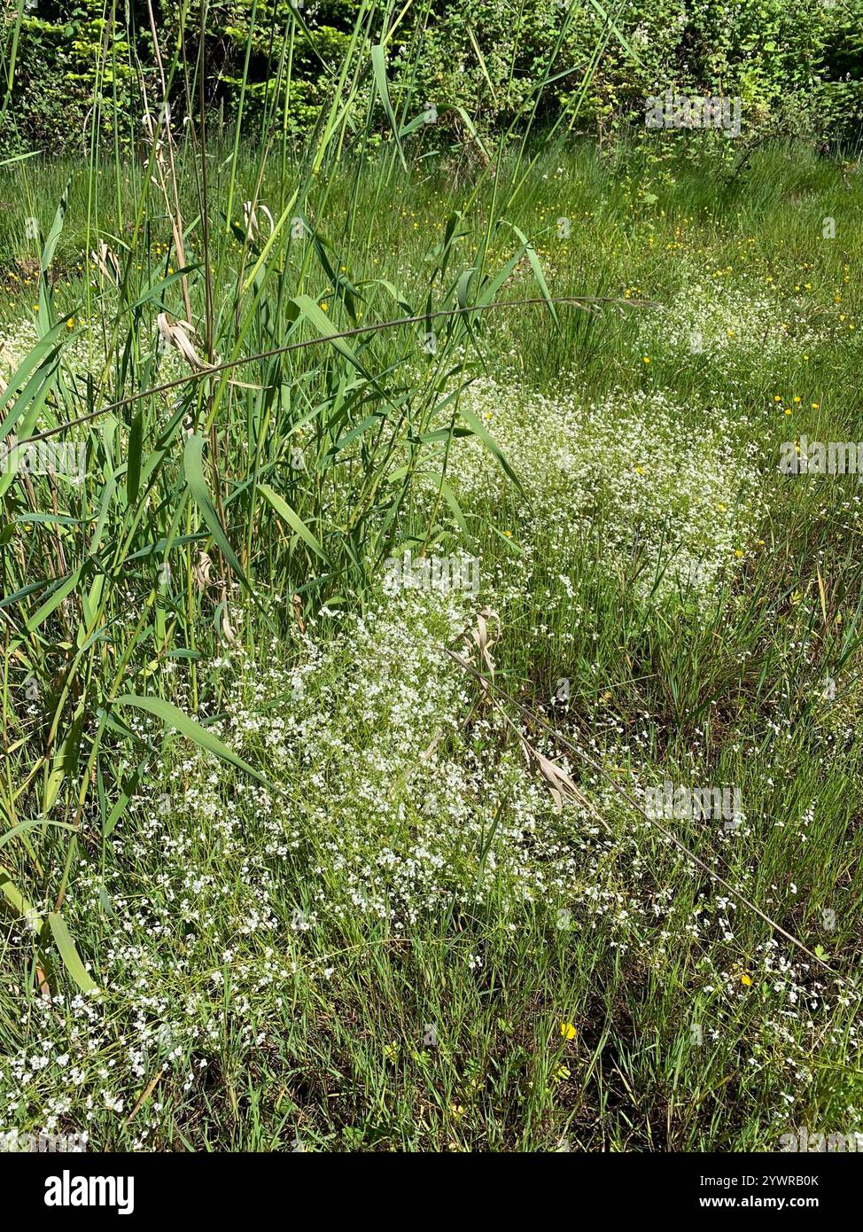 Common Marsh-bedstraw (Galium palustre Stock Photo - Alamy