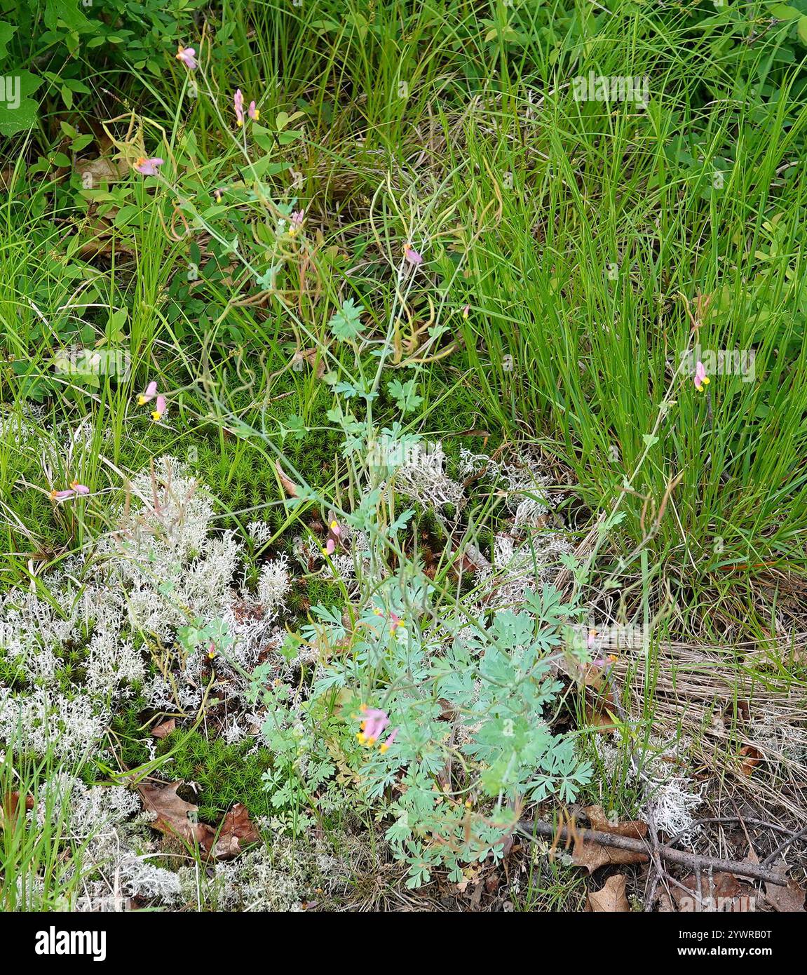 rock harlequin (Capnoides sempervirens Stock Photo - Alamy